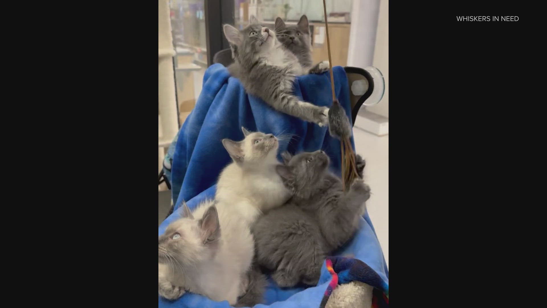 Stolen kitten found safe, returned to Lynnwood pet rescue | king5.com