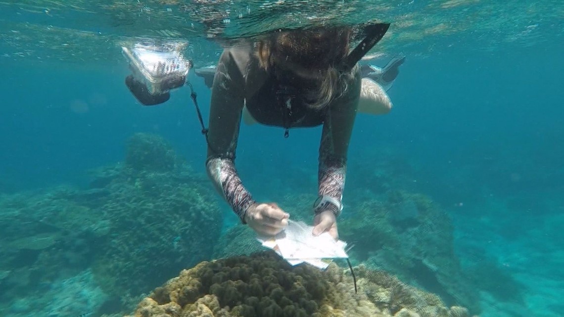 Allen Coral Atlas tracks coral reefs from space | king5.com