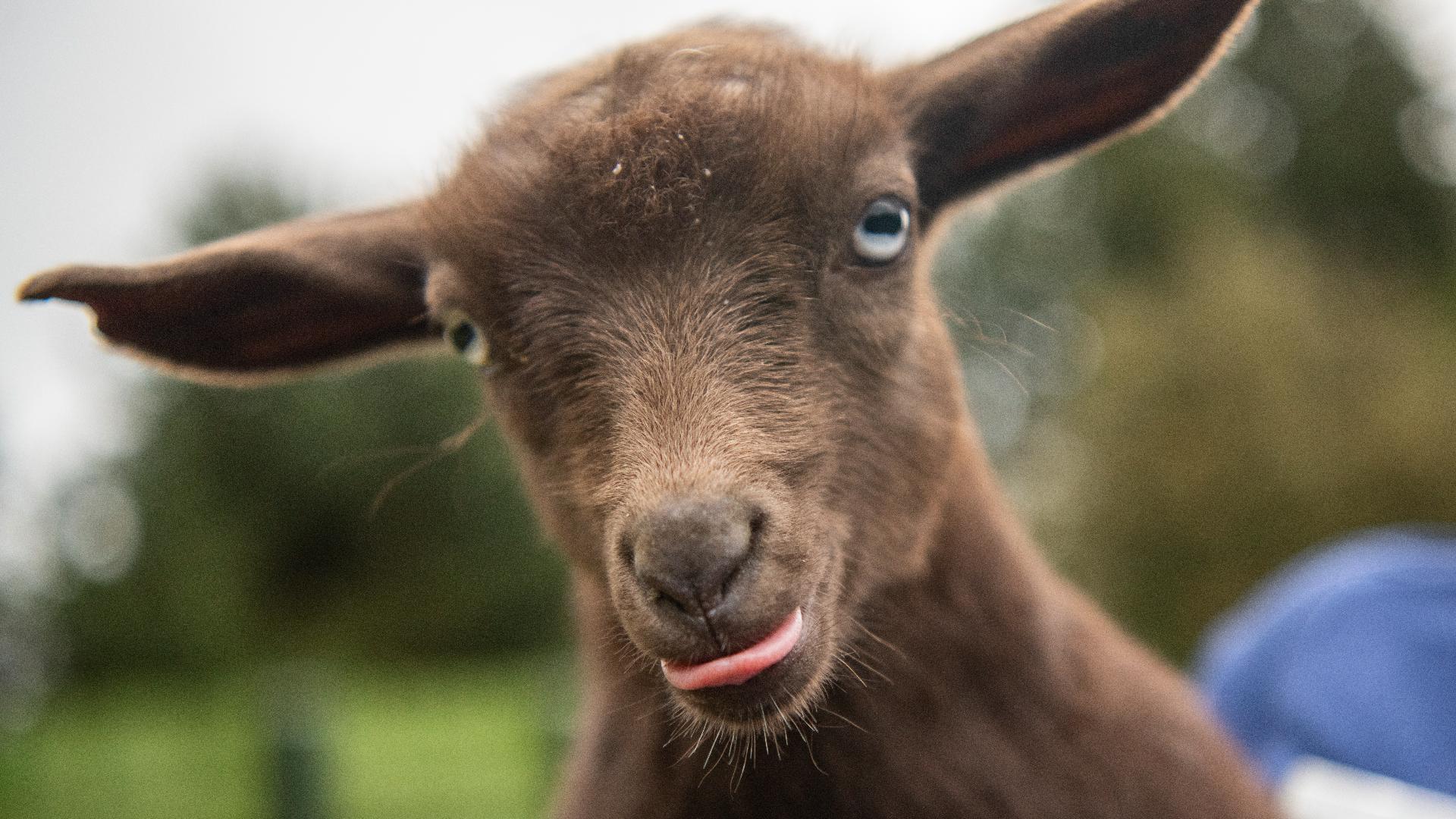 PHOTOS: Tacoma's Point Defiance Zoo welcomes seven new goat kids ...