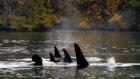 Woman captures special moment with southern resident orcas | king5.com