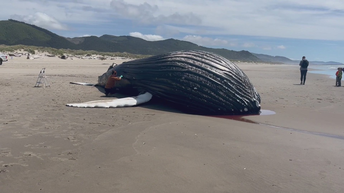 Dead humpback whale washes ashore in Oregon | king5.com