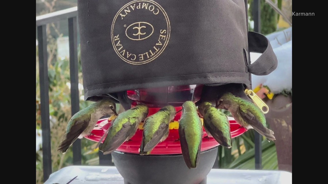 How to help hummingbirds survive cold weather | king5.com