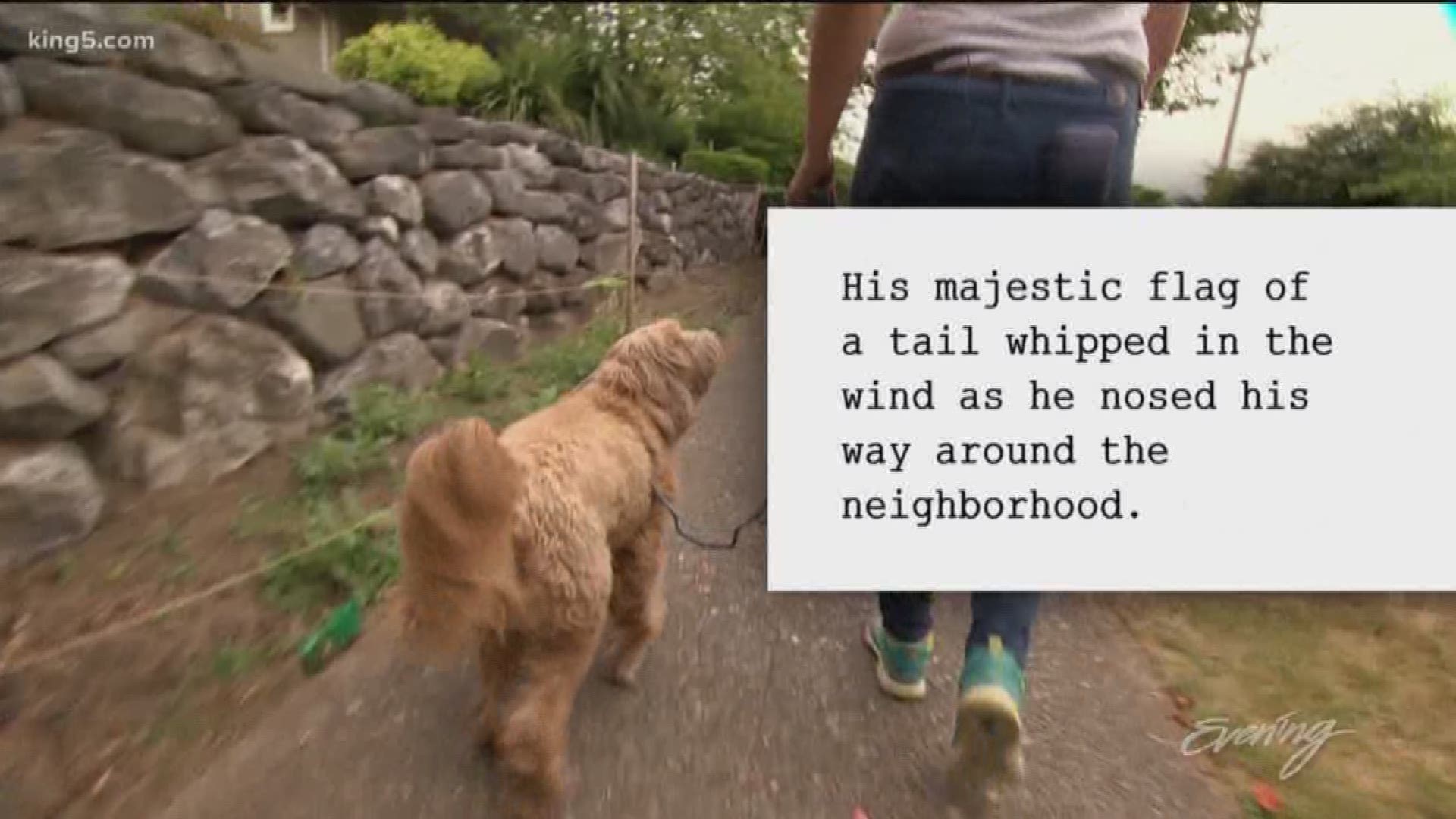 Dog-walking wordsmith documents the secret lives of pets | king5.com