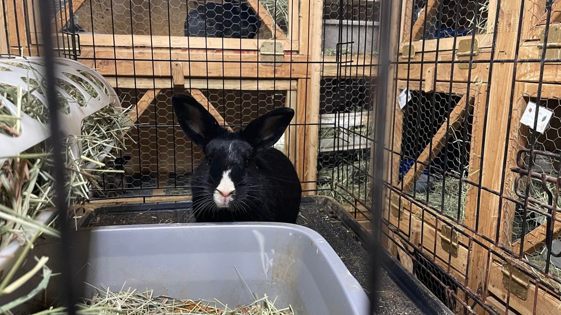 Hundreds of rabbits seized in Puyallup | king5.com