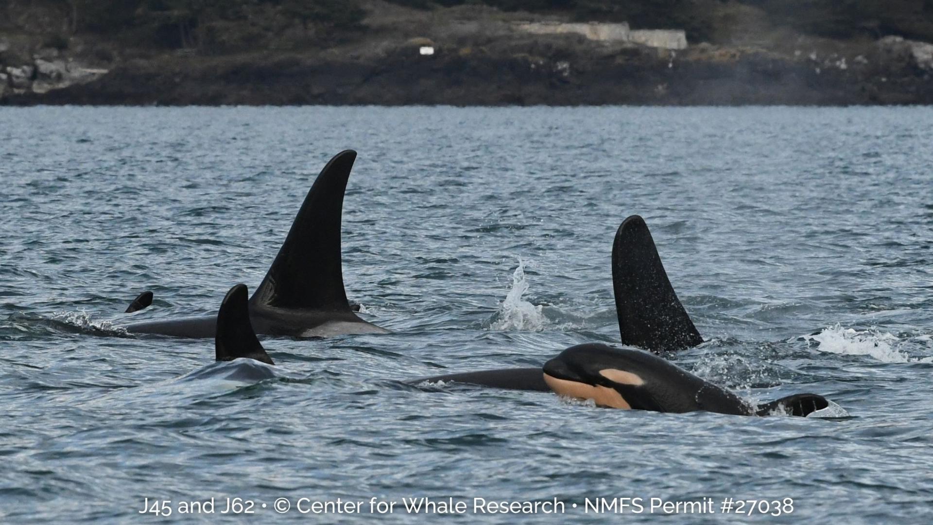 New Southern Resident orca calf J62 is a girl | king5.com