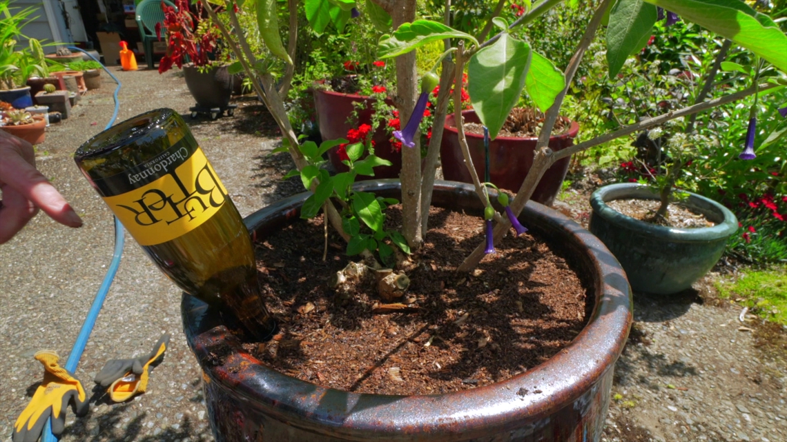 Keep your plants alive this summer with a wine bottle! | king5.com