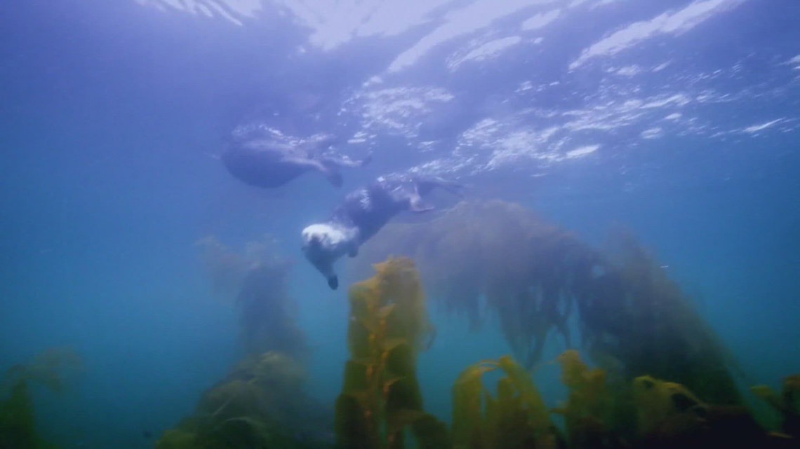 Volunteers sought in study of why bull kelp is thriving in some areas ...