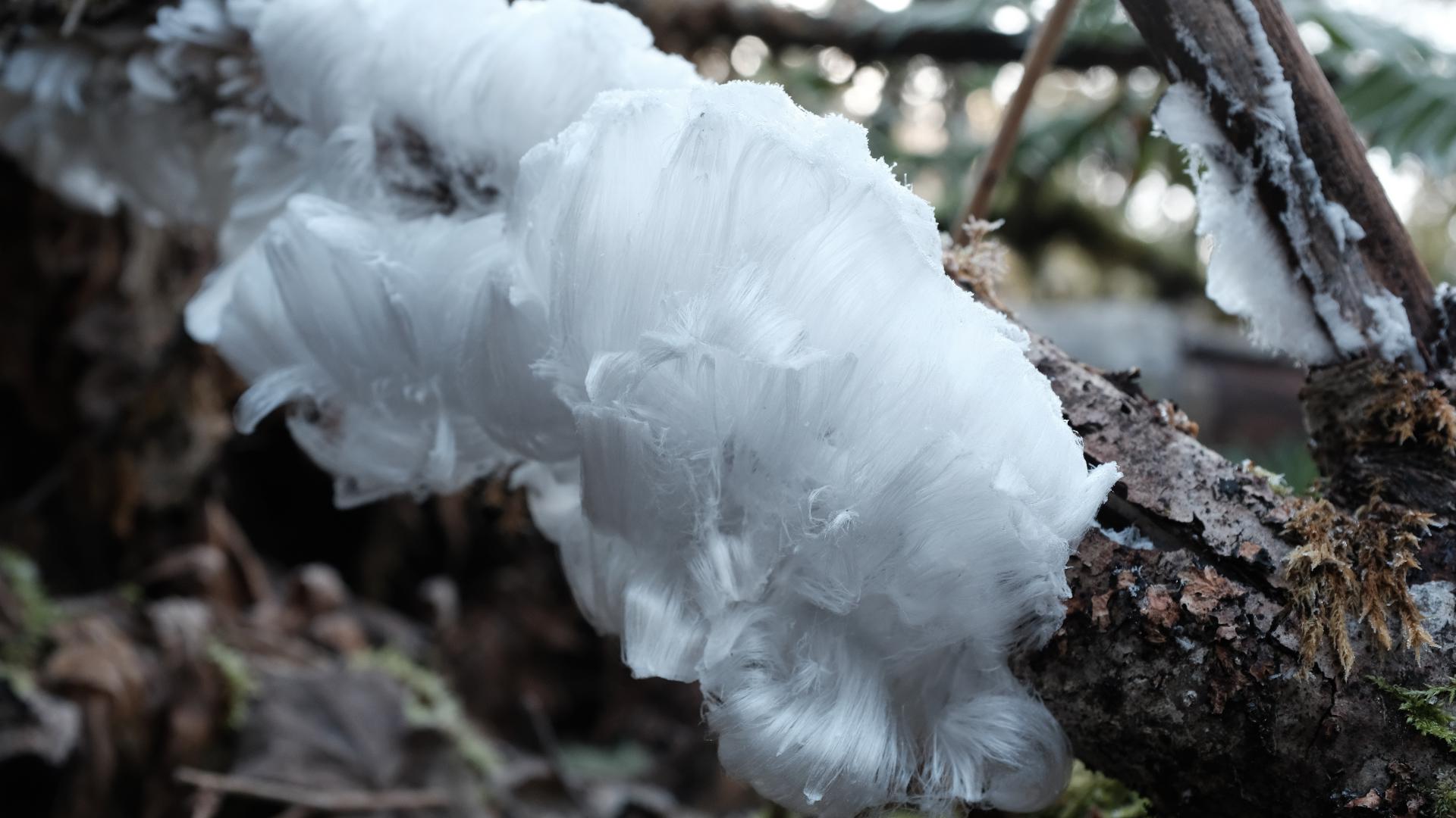 Hair ice: a PNW phenomenon that forms under specific circumstance ...