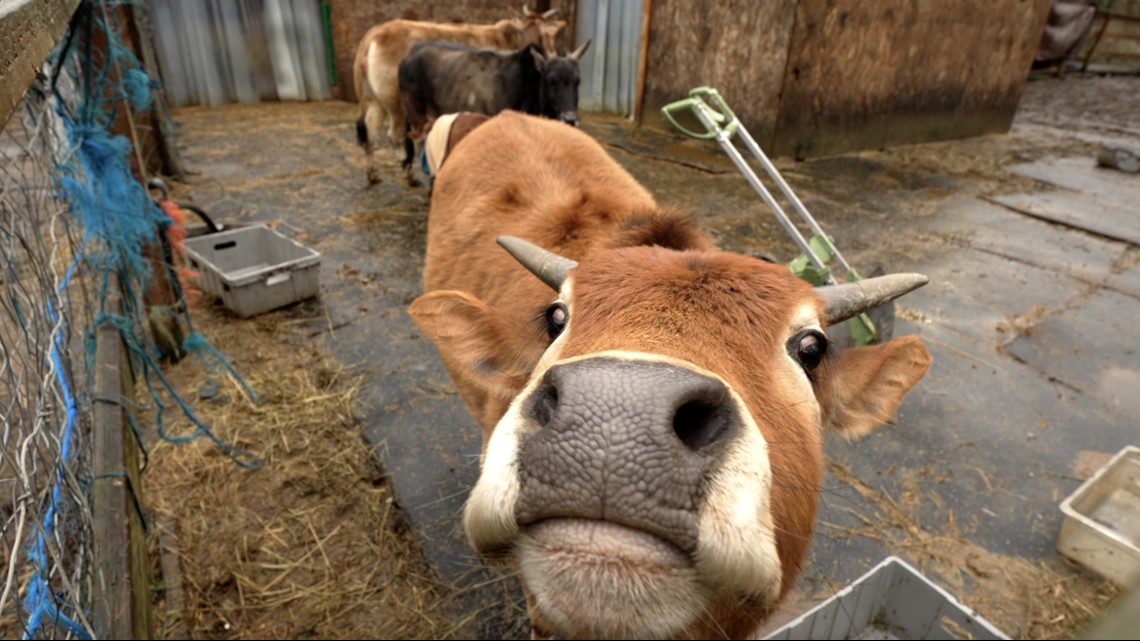 A cow's life in Redmond | king5.com