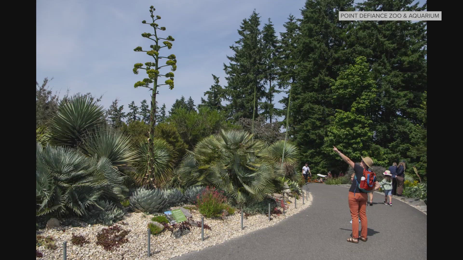 Rare agave plant in full bloom after nearly 20 years at Tacoma zoo ...