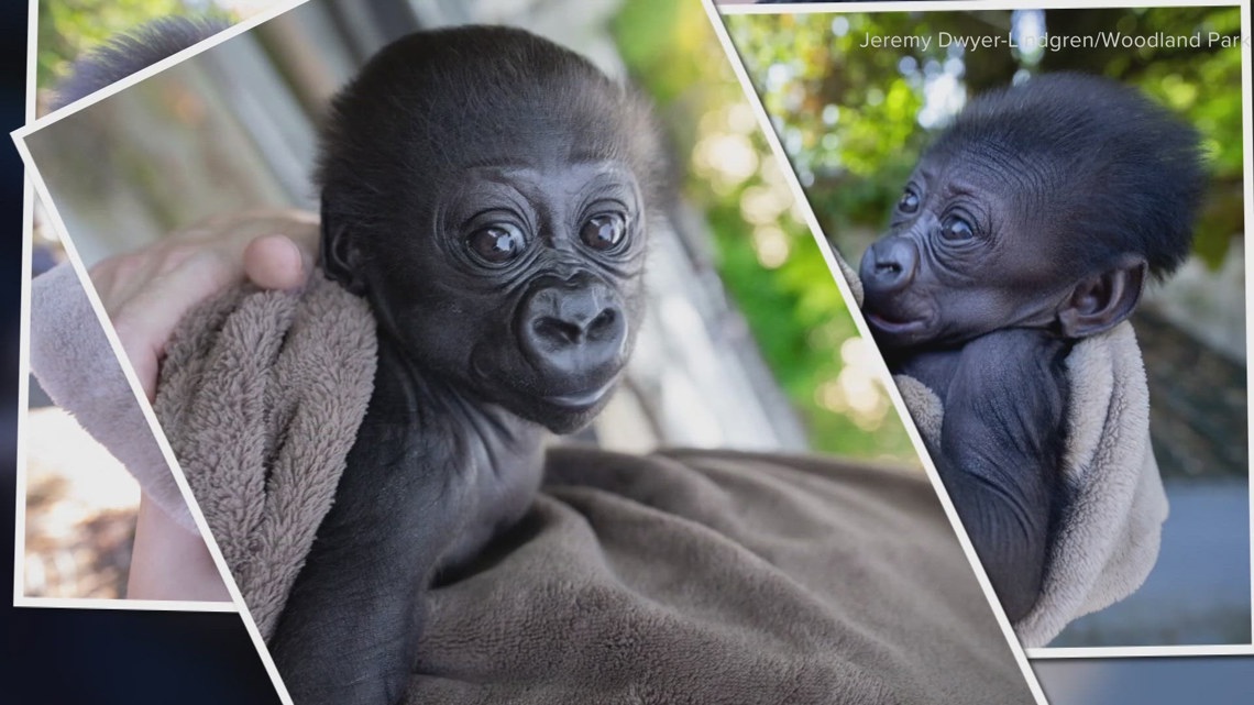 Baby gorilla rejected by his mother arrives at Louisville Zoo | king5.com