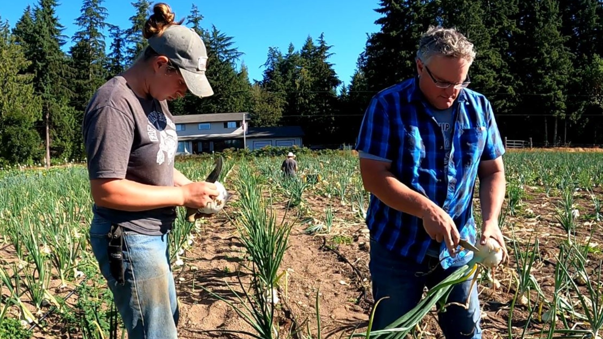 This Kingston farm, grows food, flowers, and future farmers | king5.com