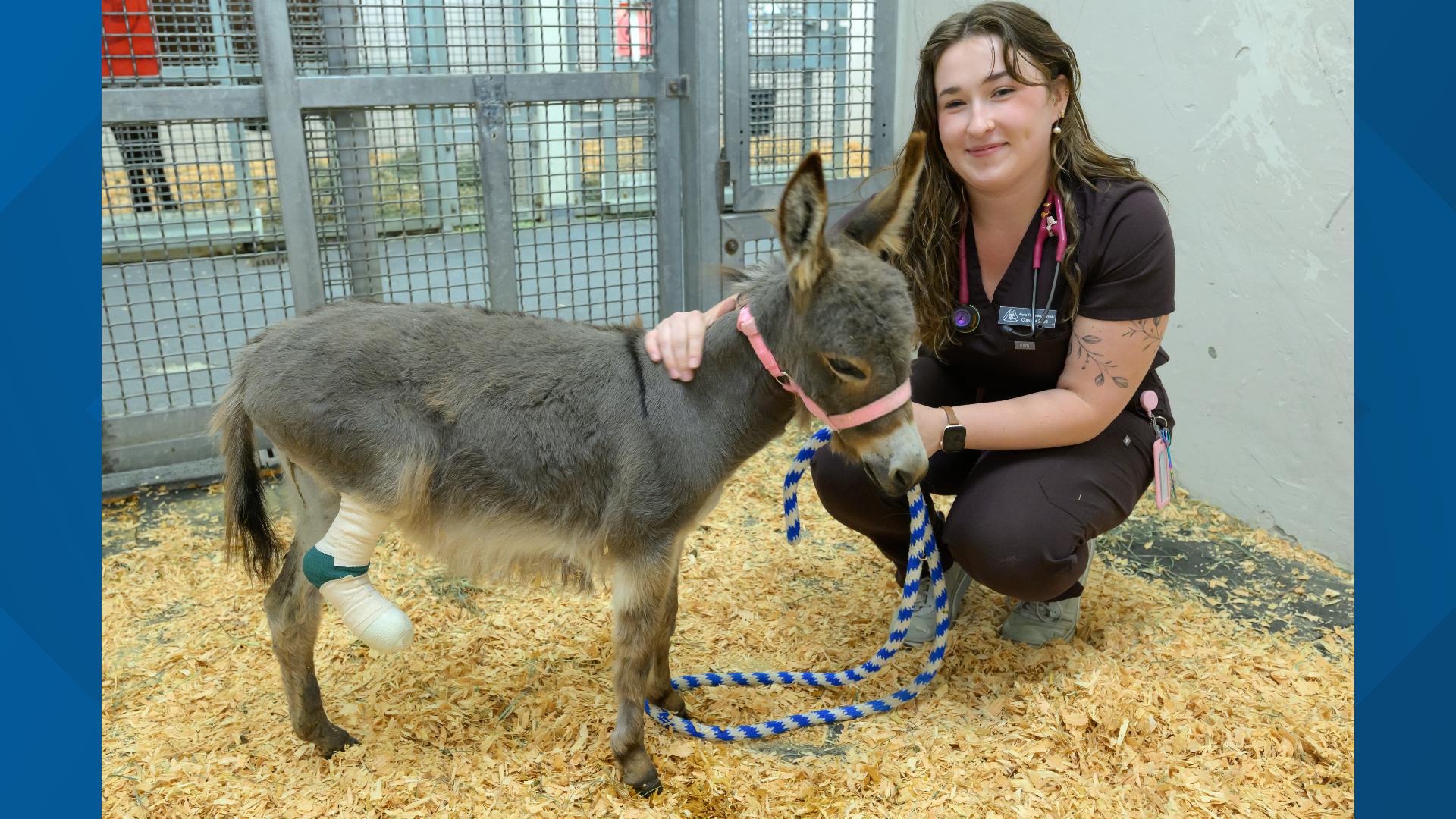 Miniature donkey survives frostbite, leg amputation to walk again with ...