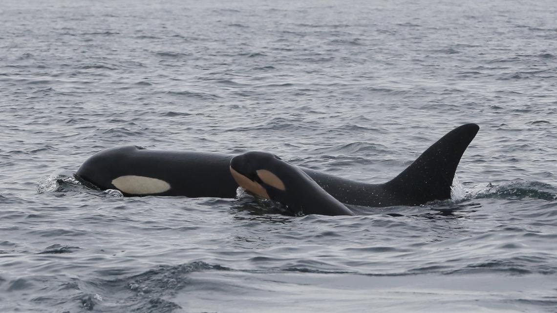 New J Pod orca calf confirmed | king5.com
