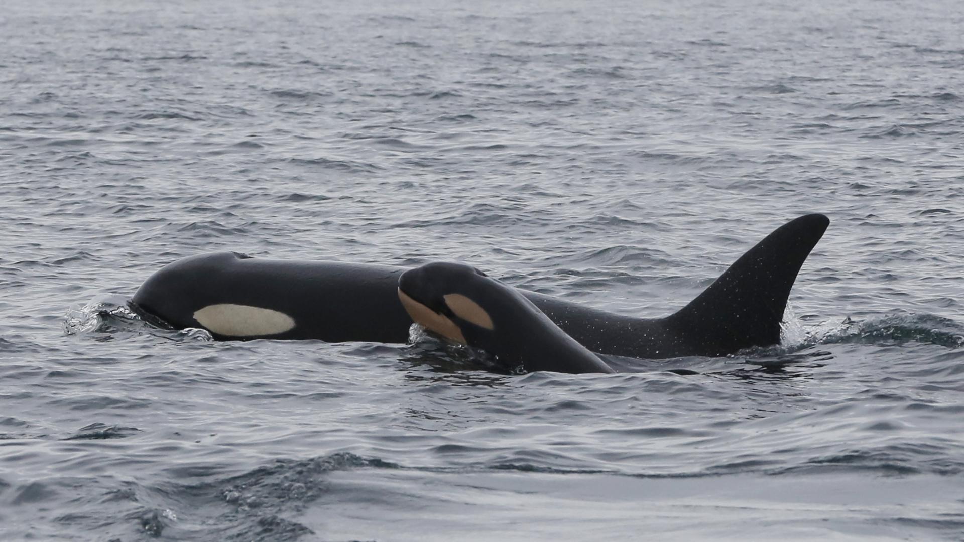 New J Pod orca calf confirmed | king5.com