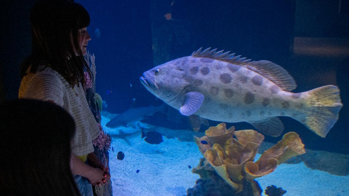 Point Defiance's Tropical Reef Aquarium gets $7 million makeover ...