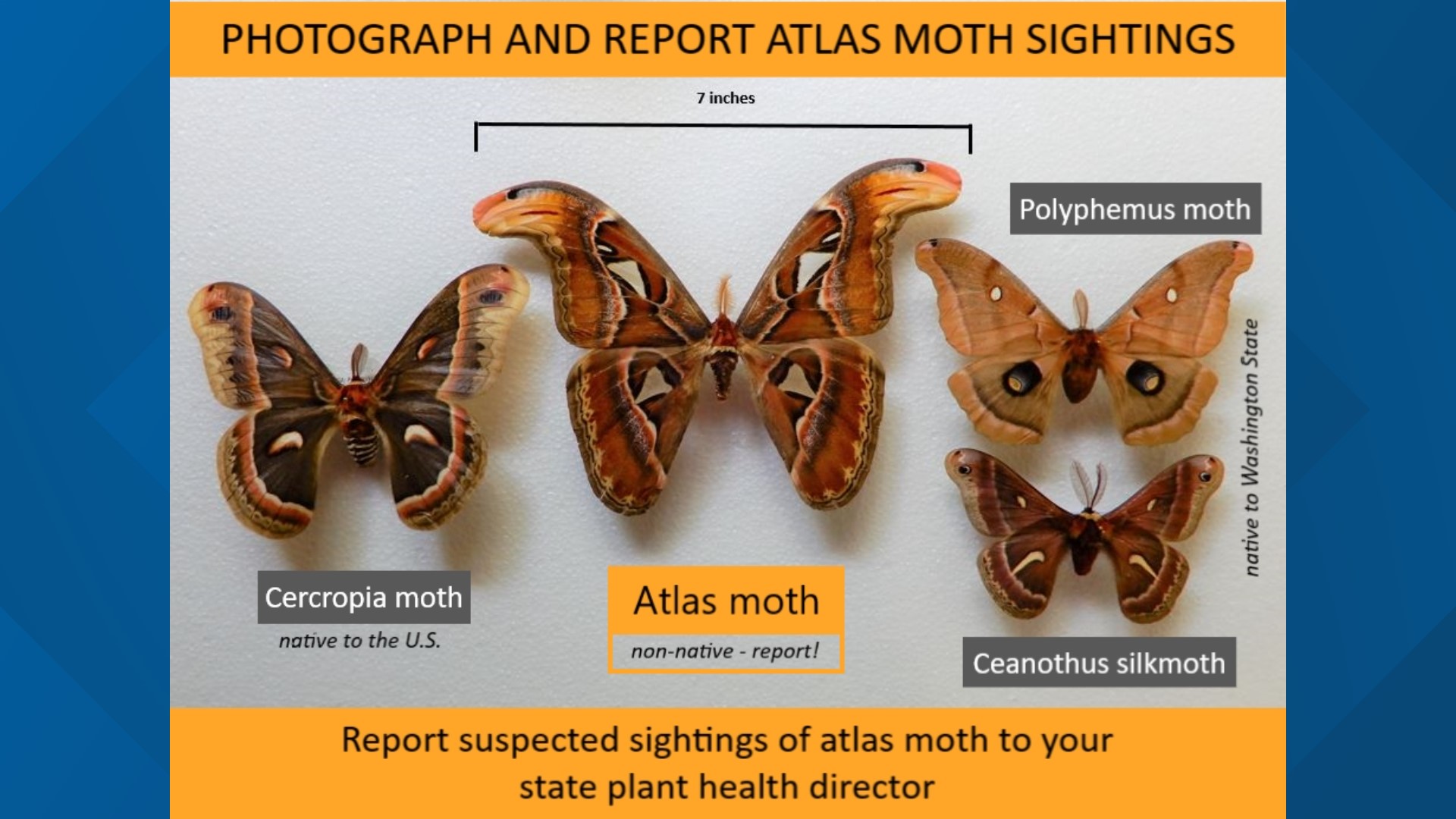 World's largest moth discovered in Bellevue | king5.com