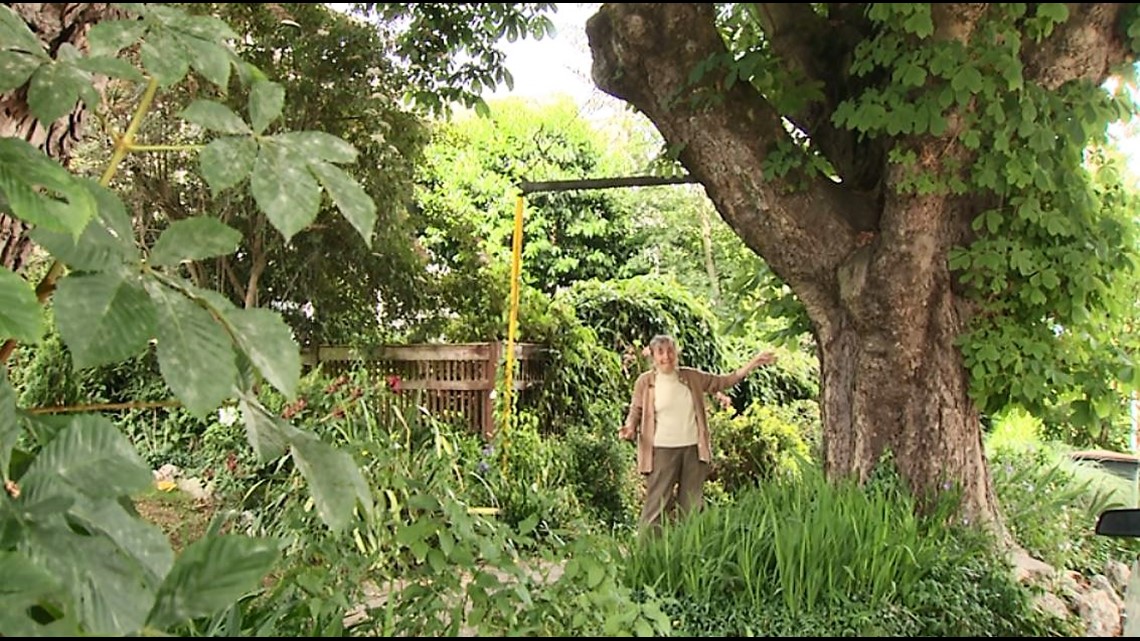 Is one of Seattle's 'Last 6000' exceptional trees in your yard? | king5.com