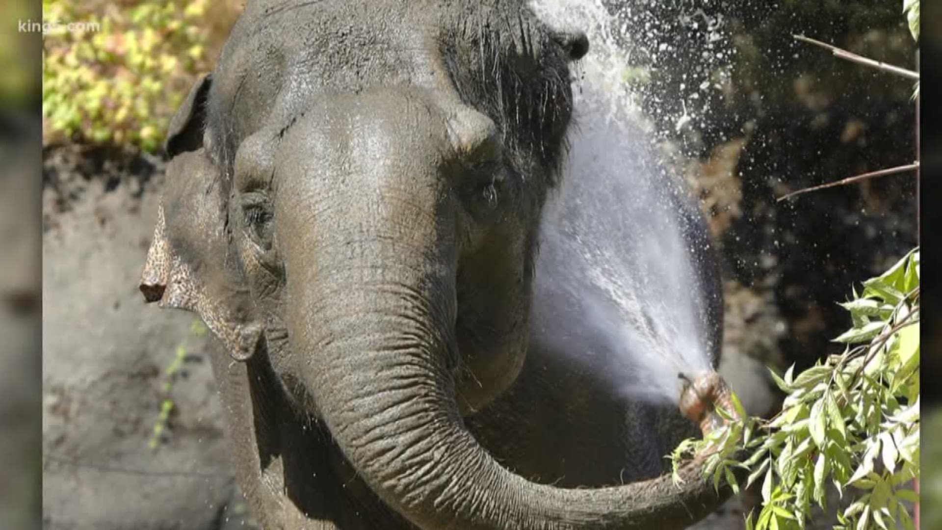 Staff at Point Defiance Zoo test positive for latent tuberculosis ...