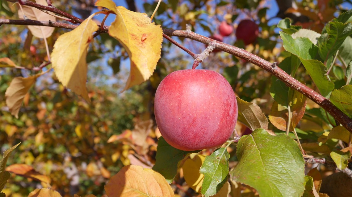 How do Washington apples get from the tree to the supermarket? | king5.com