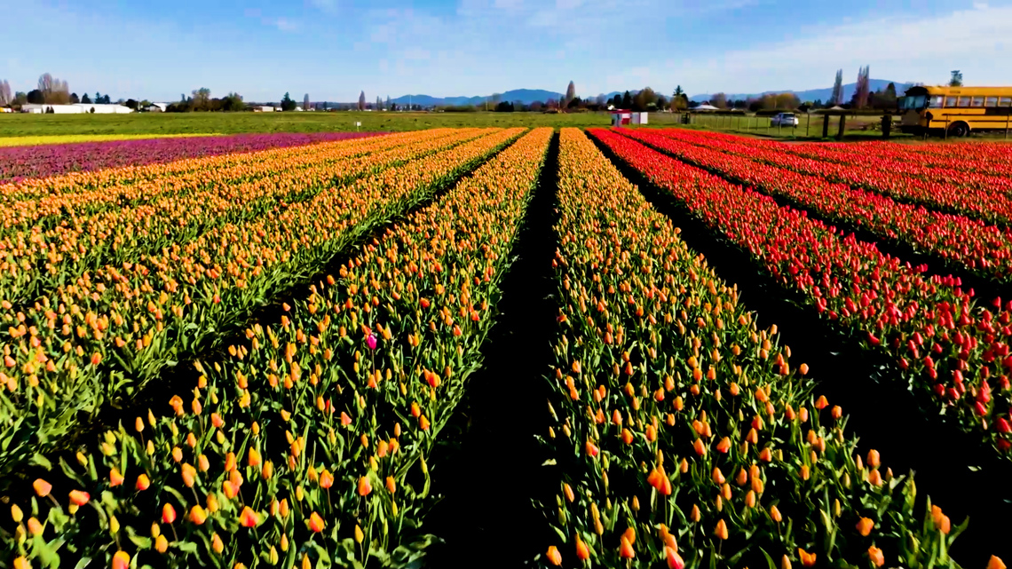 Tulips at Skagit Valley Tulip Festival nearing full bloom | king5.com