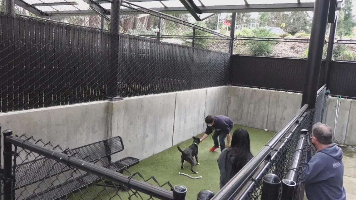 Seattle Humane hopes new incentives help clear overloaded shelter ...