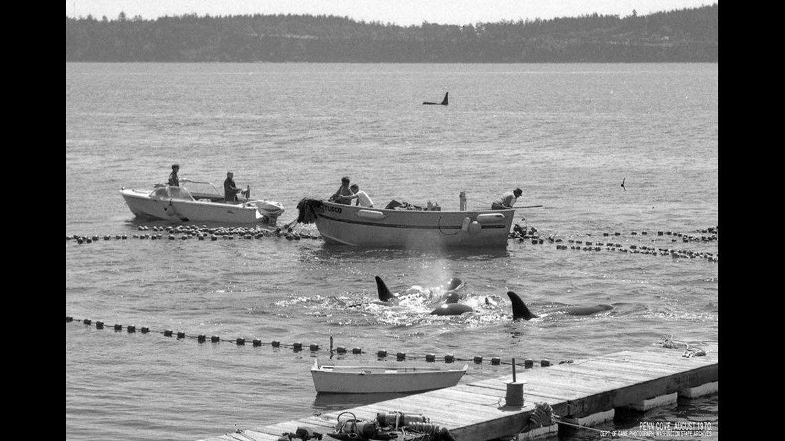 A timeline of the fight to bring Tokitae back to Washington | king5.com