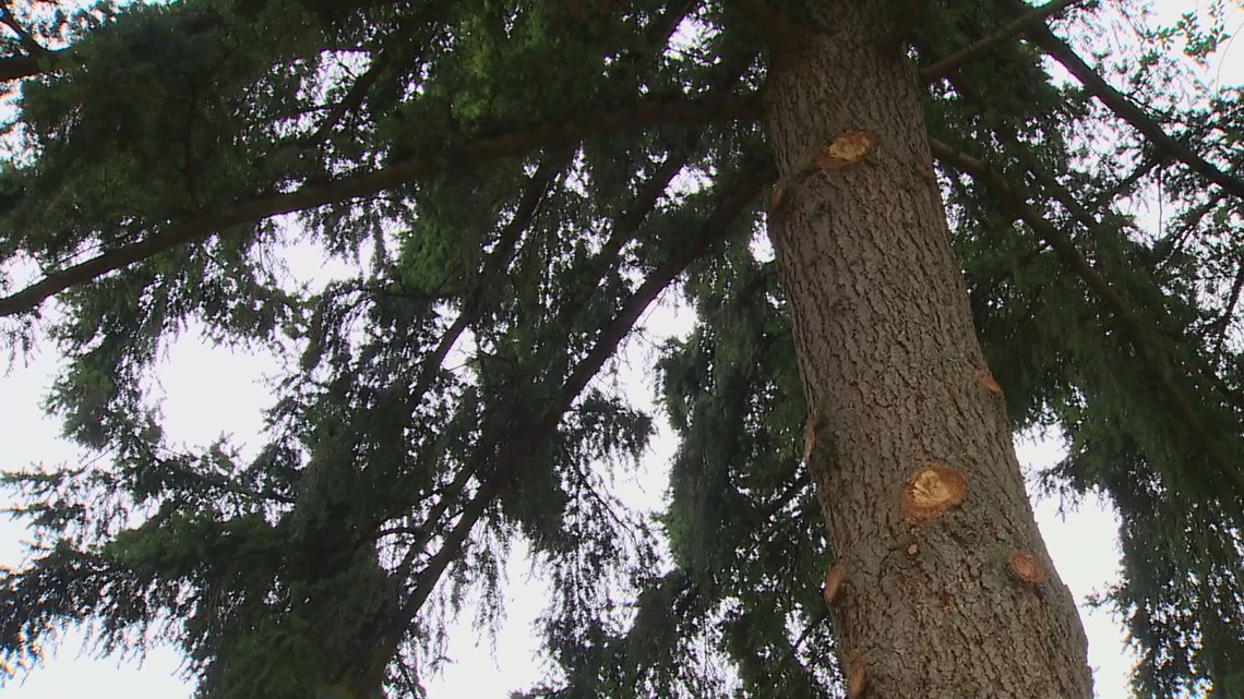 Douglas fir cut down in Maple Leaf neighborhood | king5.com