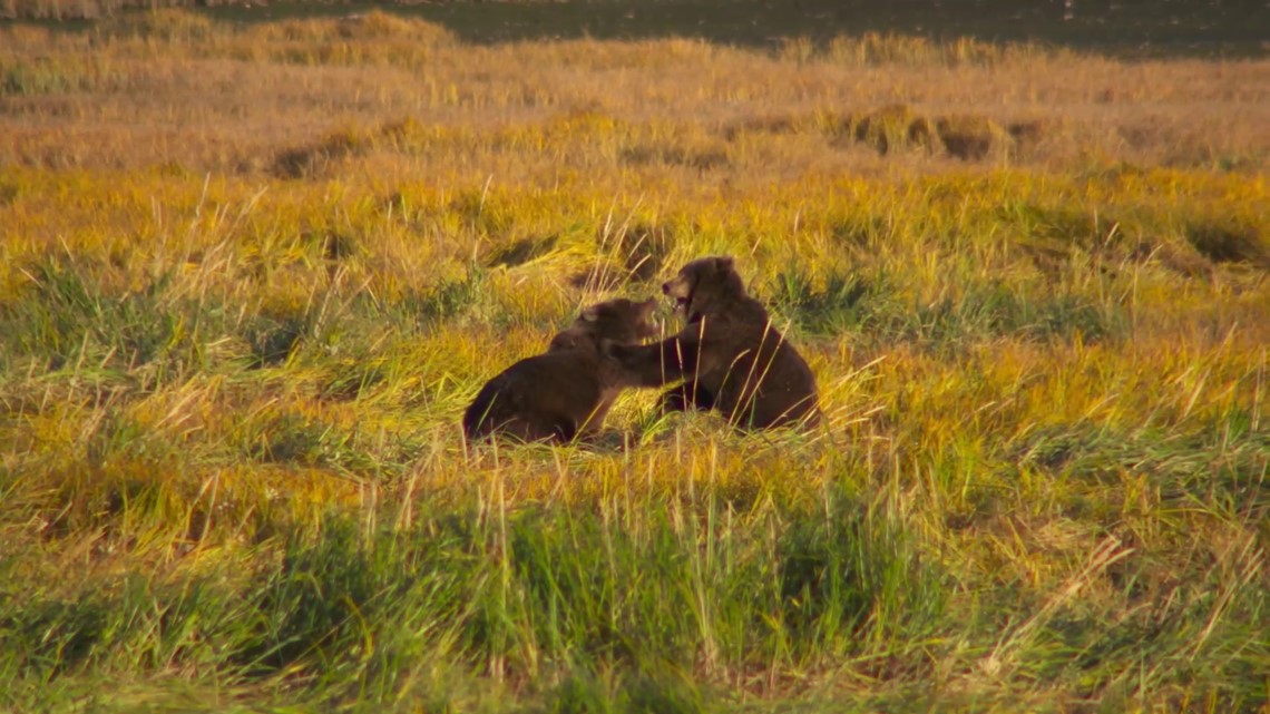 How 10 billion snow crab vanished from Alaskan waters and what it means for the seafood industry ...