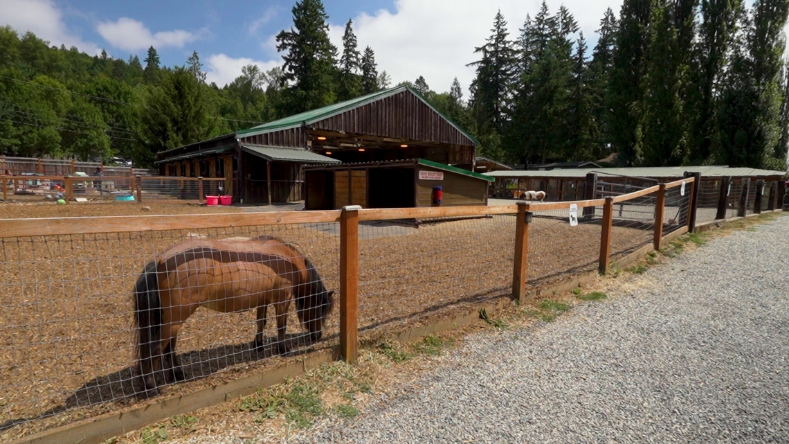 Renton animal sanctuary is a forever home to over 60 rescues | king5.com