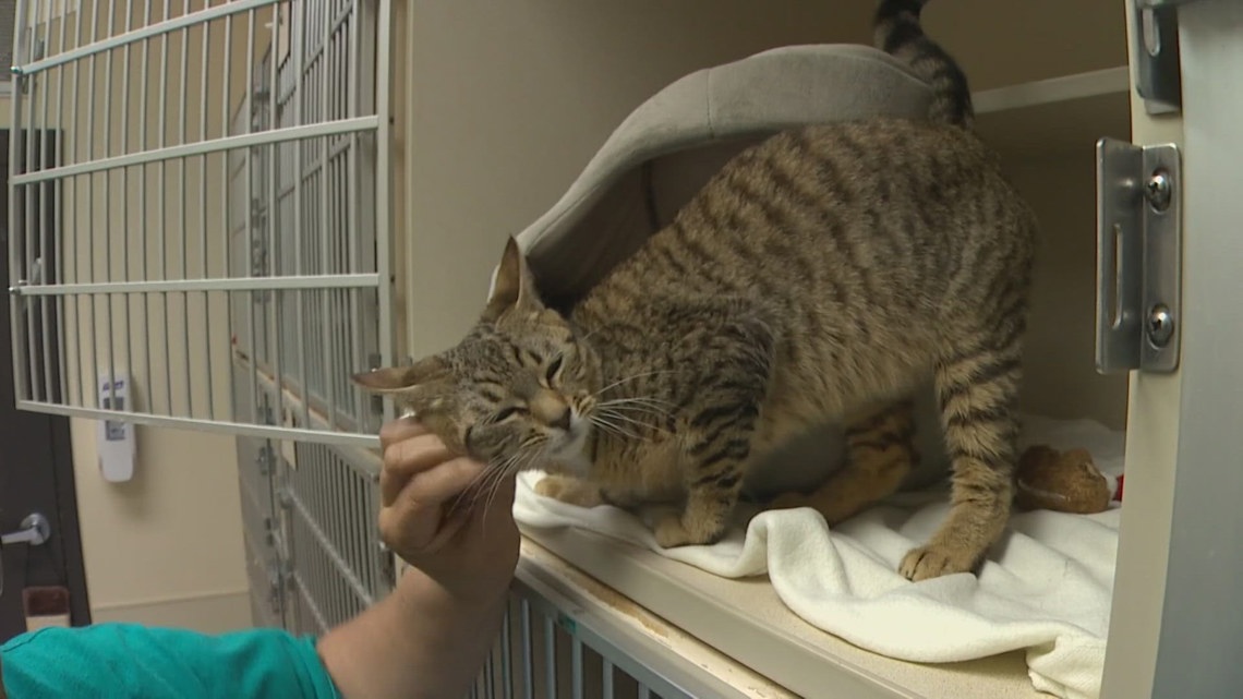 New facial recognition technology aims to help shelters reunite pets ...