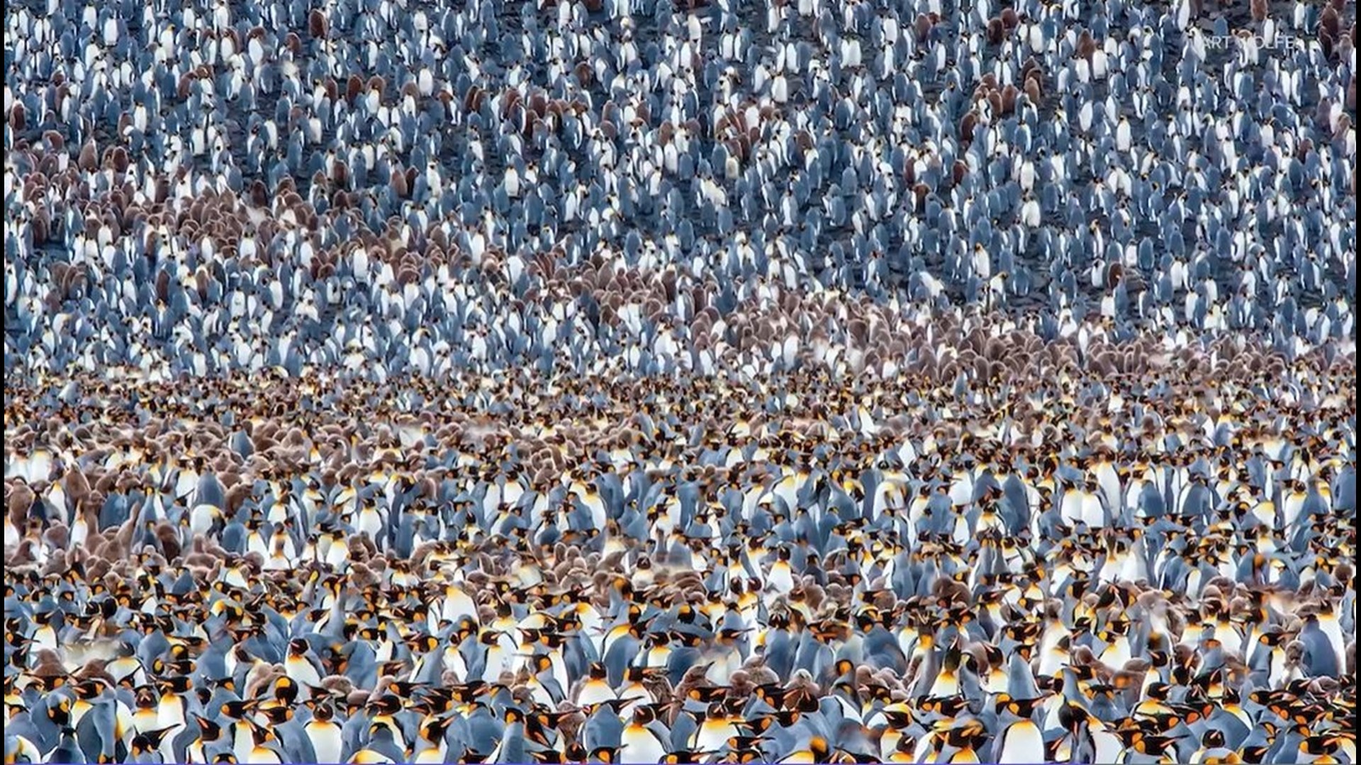 Art Wolfe's Wild Lives captures images from around the world | king5.com