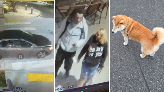 Kirkland police seek public’s help after dog stolen outside grocery ...