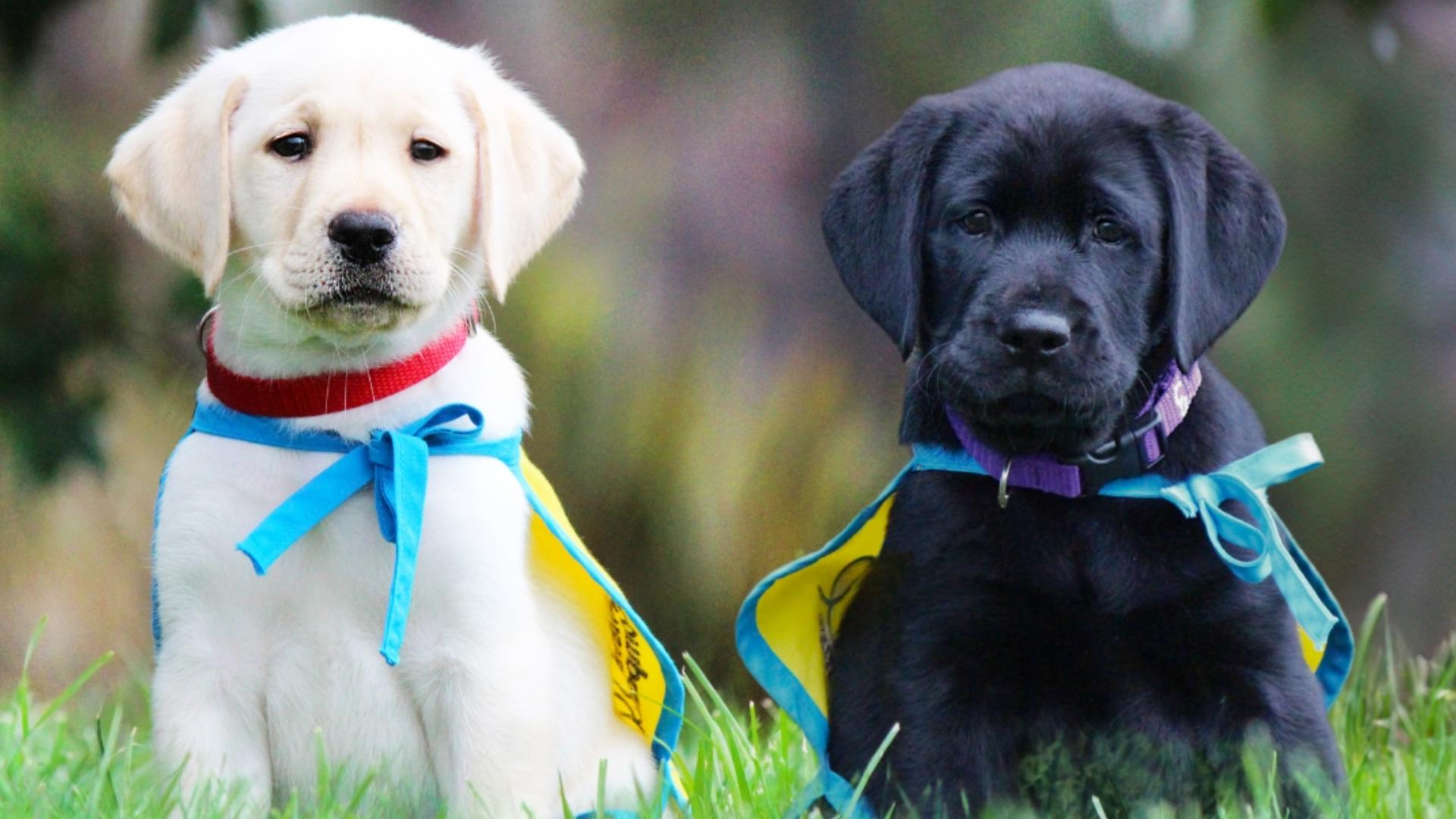 Puppy Love: Canine Companions pups 'Wynn' and 'Winston' need training ...