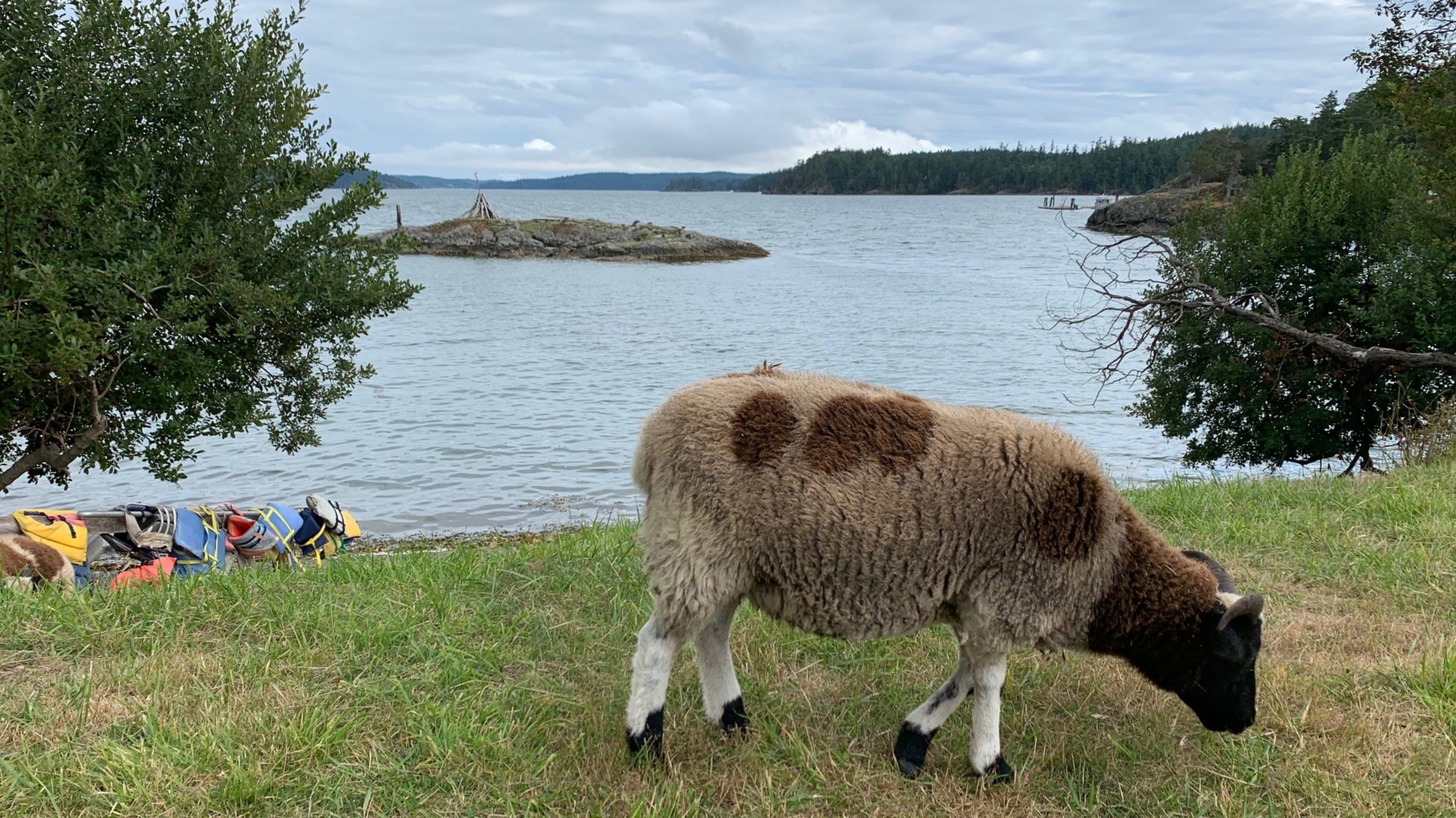 This Orcas Island inn lets you hang out with adorable farm animals ...