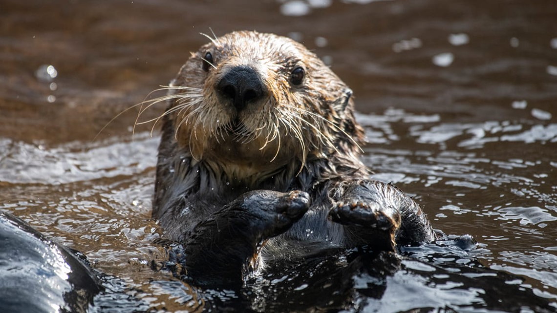 Seattle sea otter homecoming exclusive | king5.com