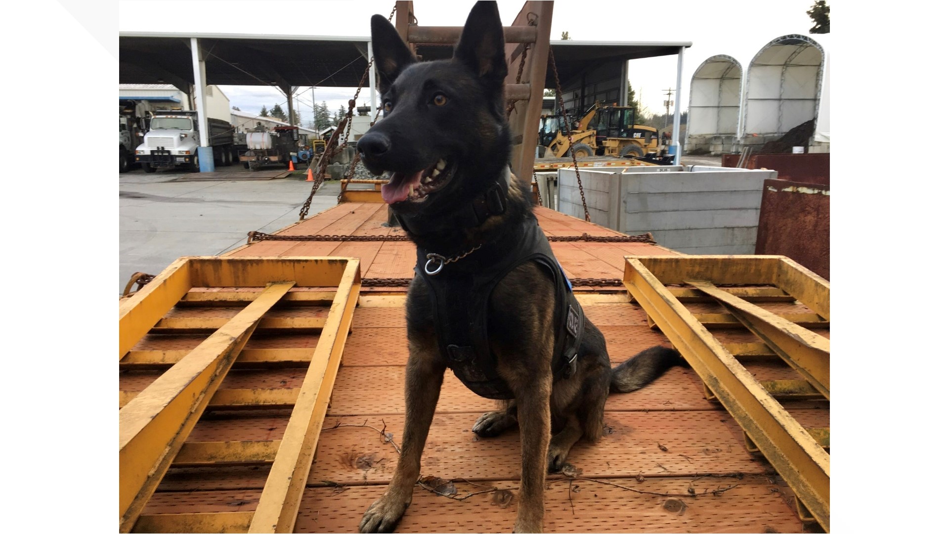 K9 officer from Edmonds is found after being missing | king5.com