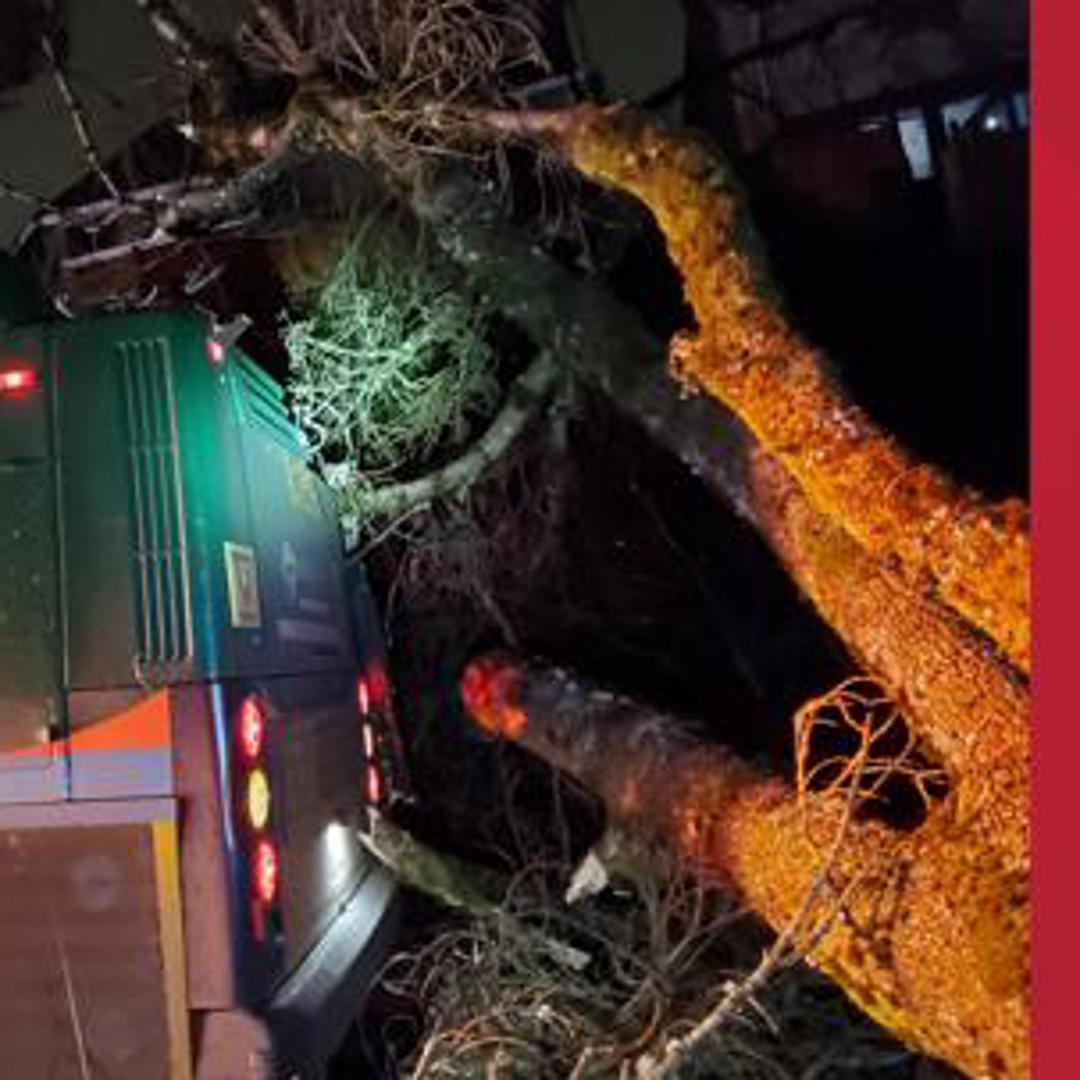 Bus driver recounts tree falling on King County Metro bus | king5.com