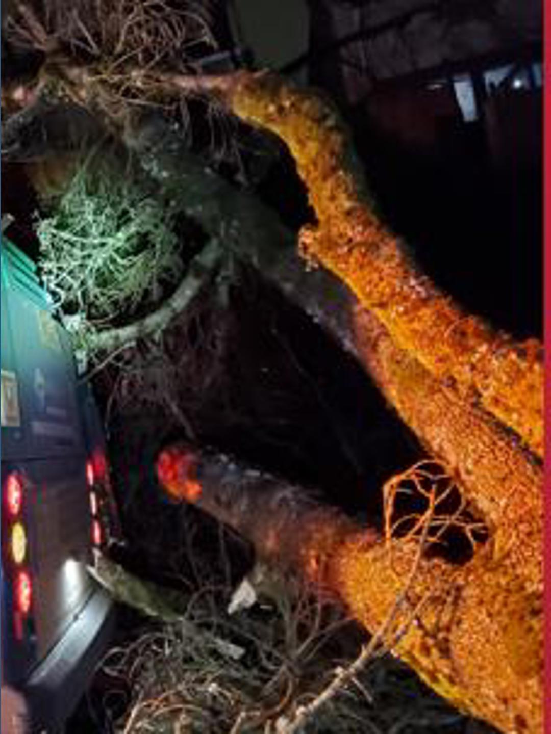 Bus driver recounts tree falling on King County Metro bus | king5.com