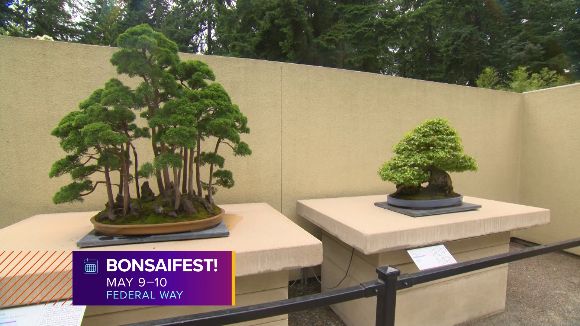 Celebrate Spring with a packed weekend of events | king5.com