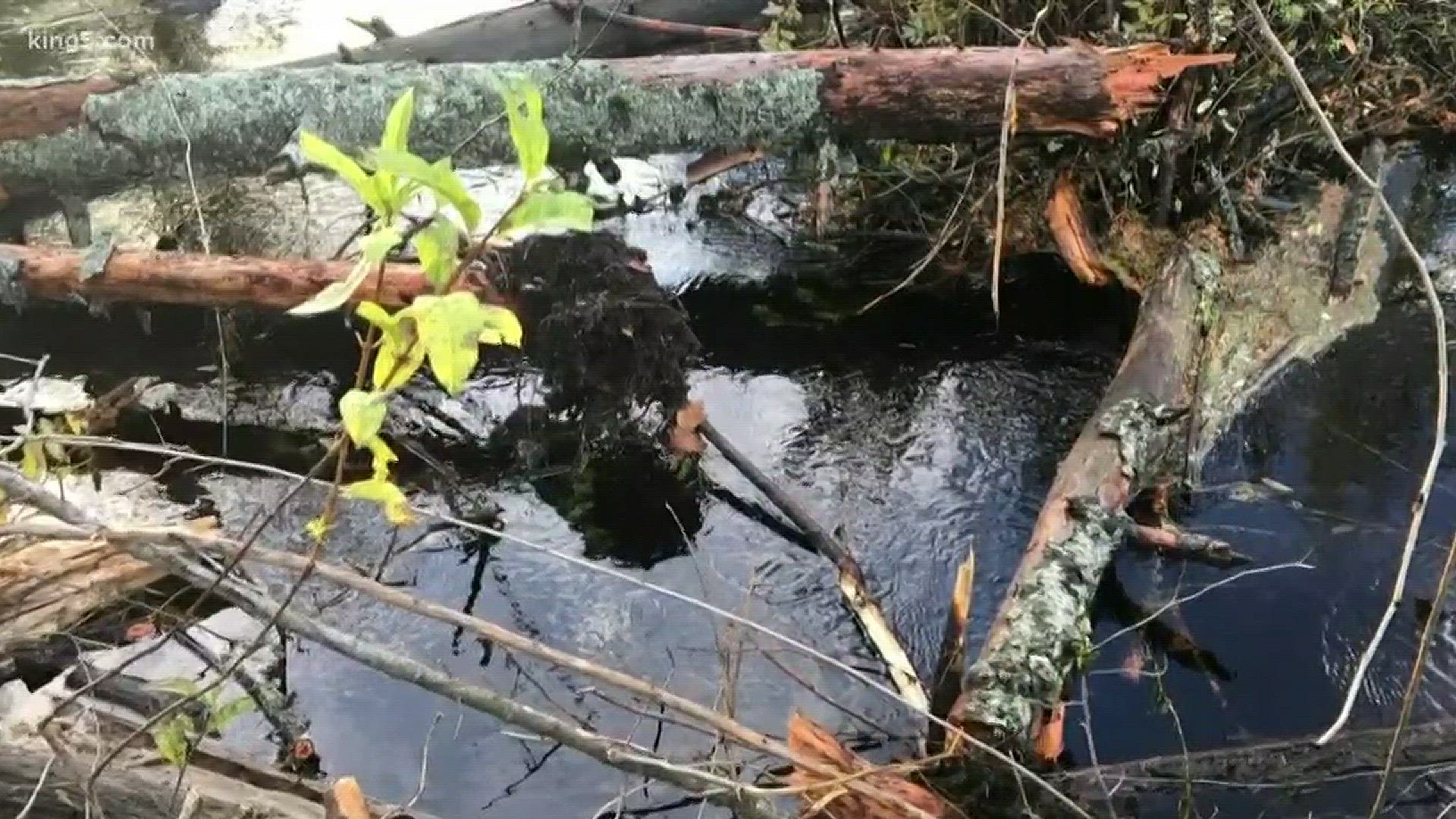 Smashed beaver dam caused Mill Creek neighborhood to flood | king5.com