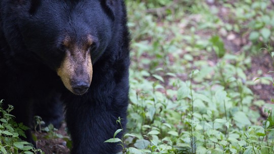 'Unusual bear activity' closes part of Mount Rainier trail | king5.com