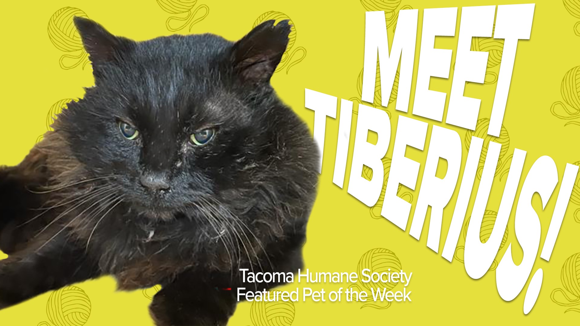 Pet Rescue of the Week: Tiberius | king5.com