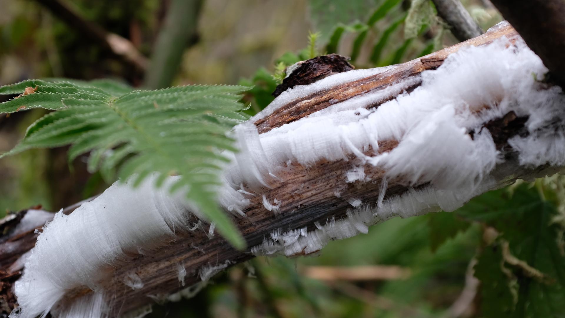 Hair ice: a PNW phenomenon that forms under specific circumstance ...