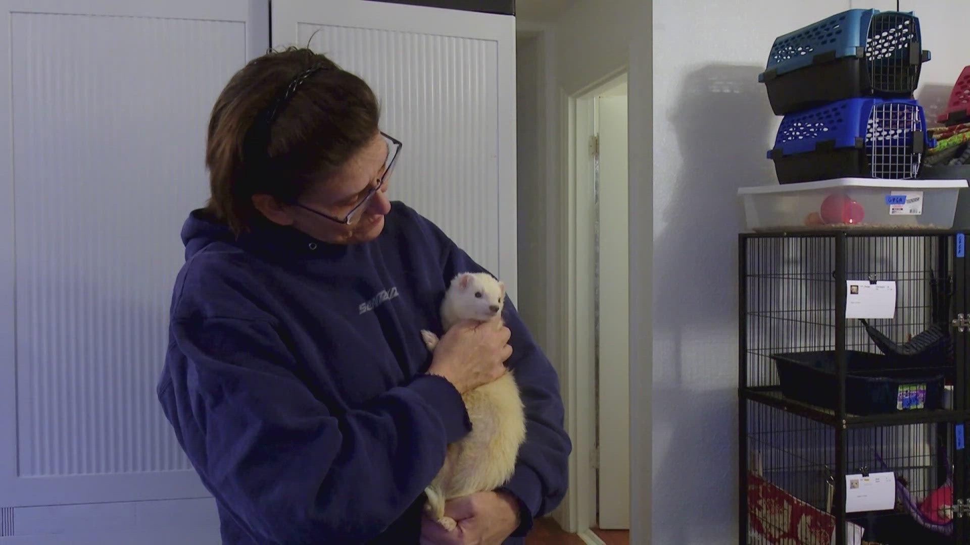 Everett animal rescue moves due to crime | king5.com