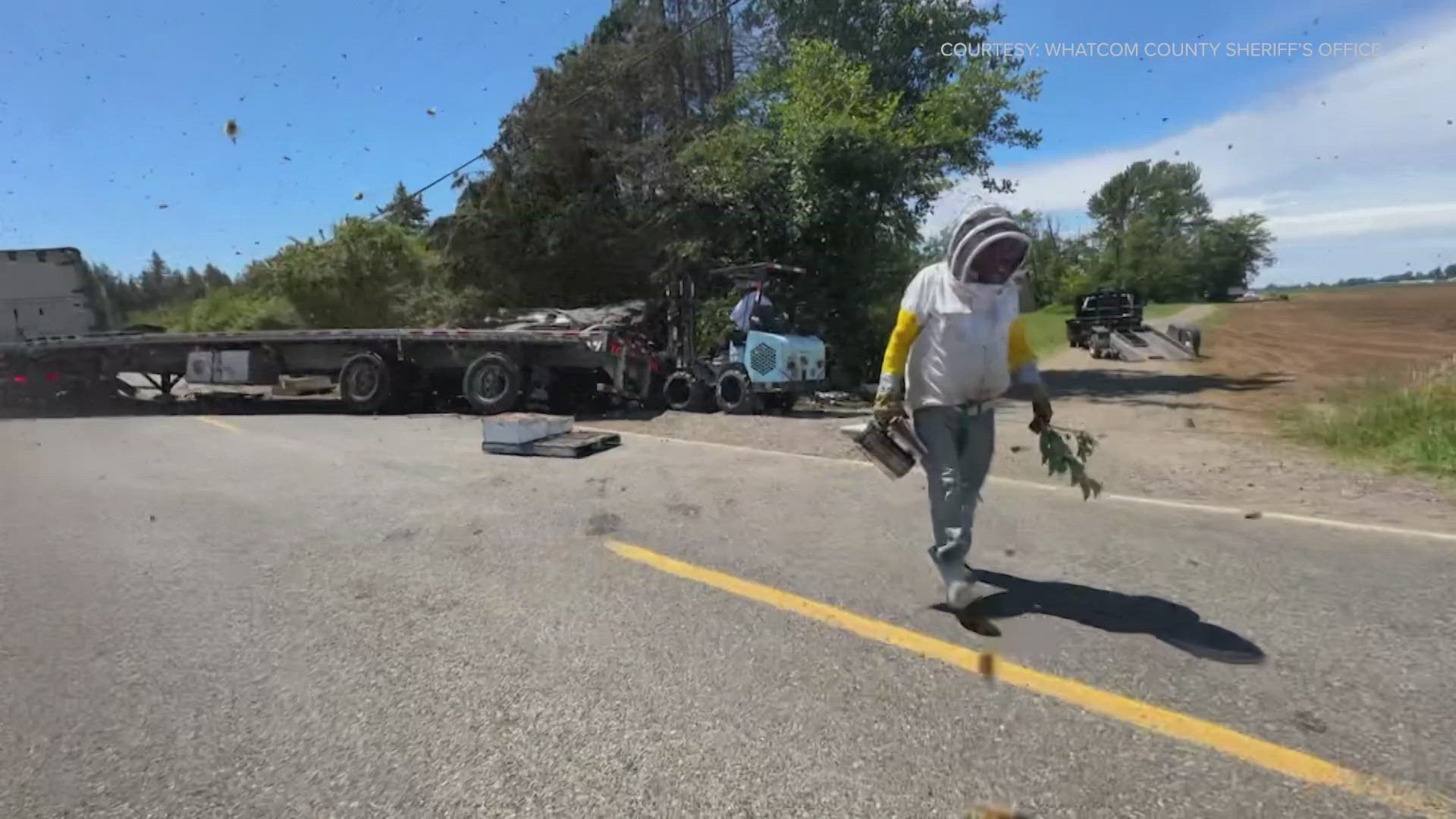 250 million bees are on the loose in Whatcom County | king5.com