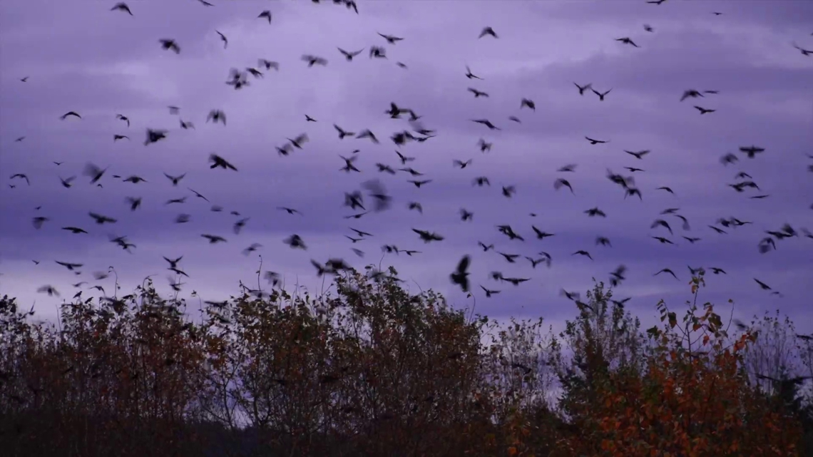 University of Washington Bothell campus home to thousands of crows ...