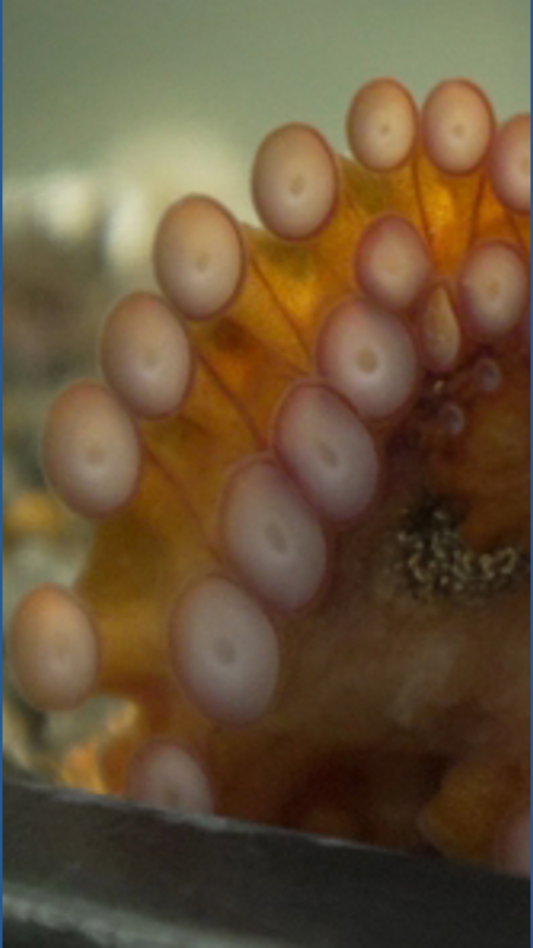 Sea Discovery Center welcomes giant Pacific octopus | king5.com