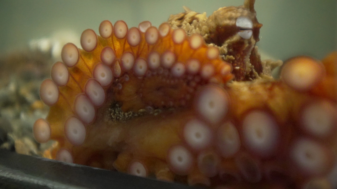 Sea Discovery Center welcomes giant Pacific octopus | king5.com
