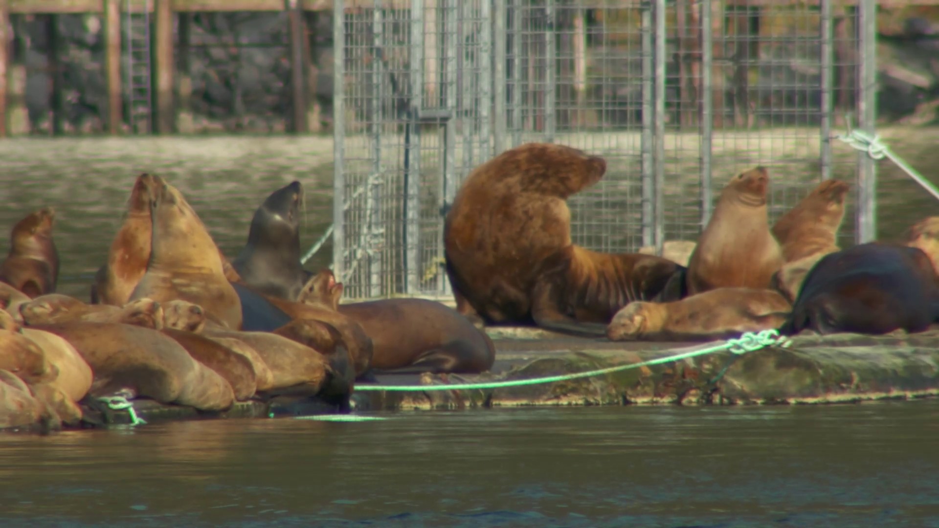 How 10 billion snow crab vanished from Alaskan waters and what it means for the seafood industry ...